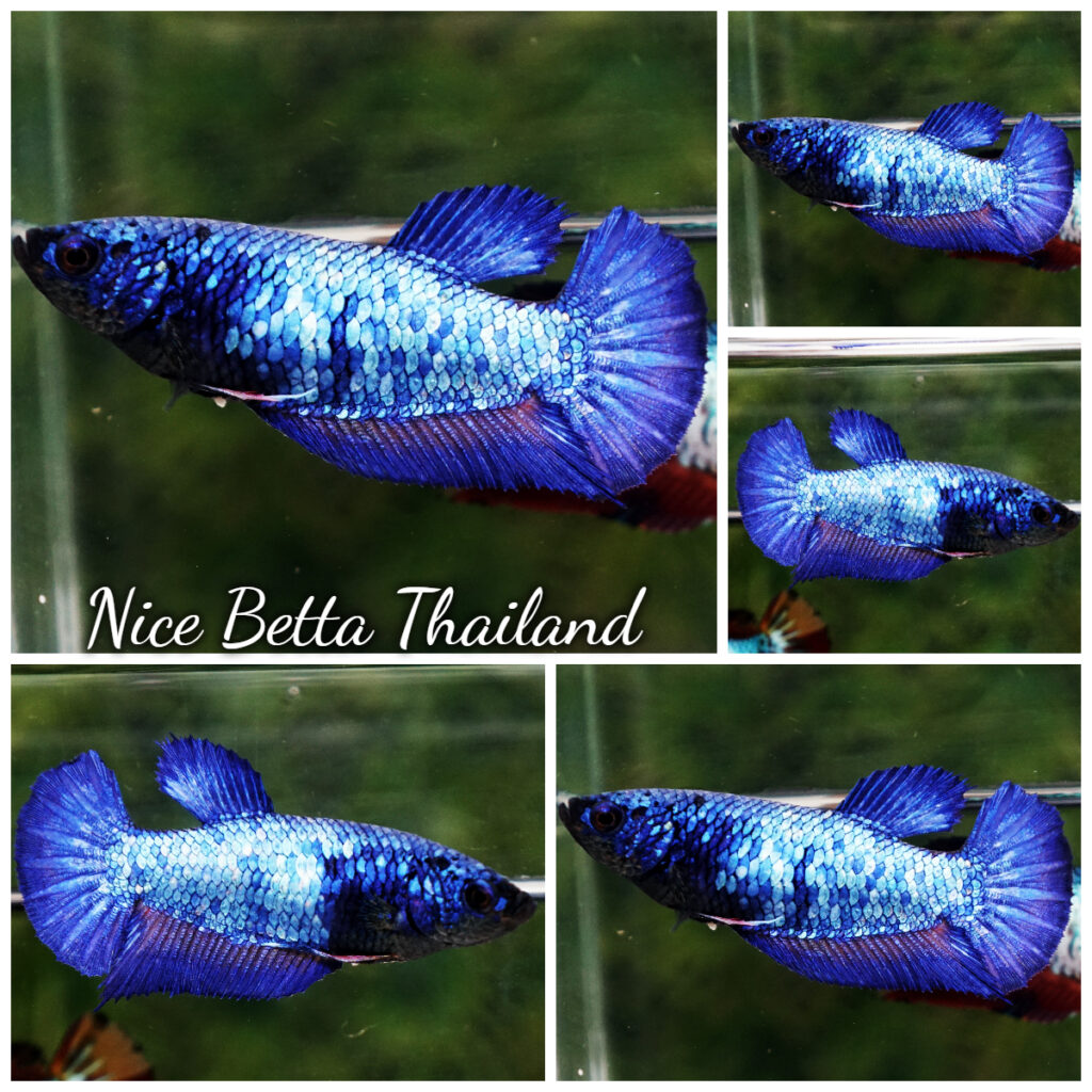 Dragon Betta Fish for Sale - nicebettathailand.com