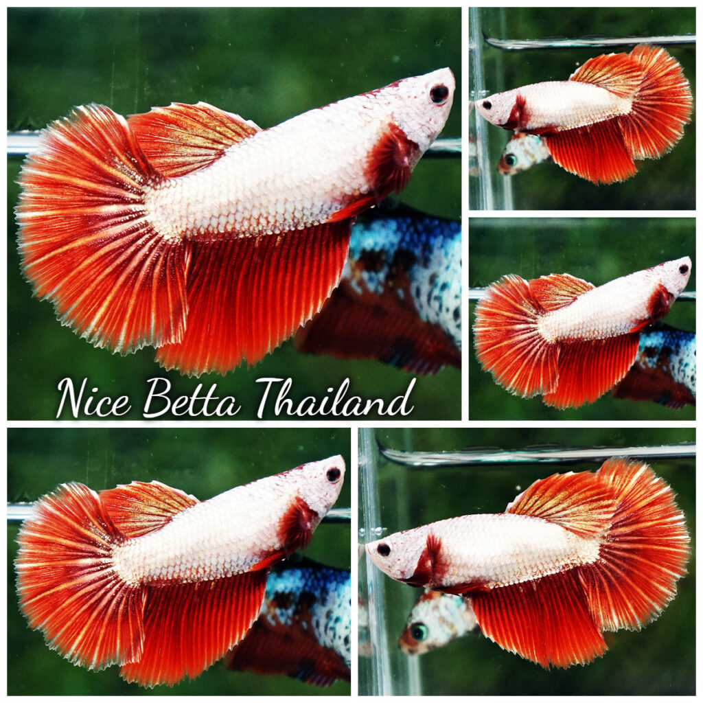 Dragon Betta Fish for Sale - nicebettathailand.com