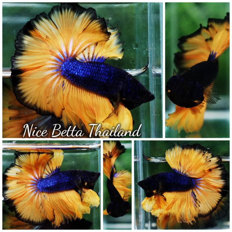 Veiltail Betta fish (VT) - nicebettathailand.com