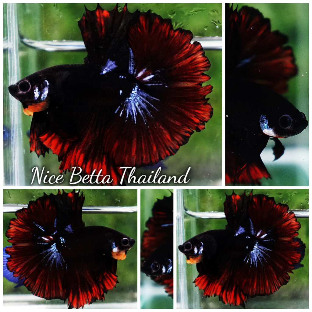 Betta fish Black Hole On Fire Warrior Rosetail OHM - nicebettathailand.com