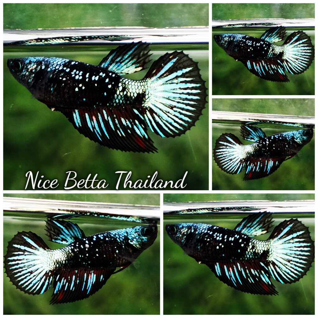 5 Key Steps Tips for Raising a Healthy Betta Fish - nicebettathailand.com