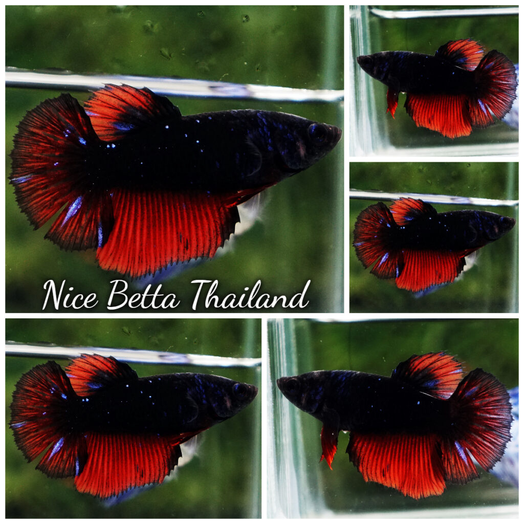 5 Key Steps Tips for Raising a Healthy Betta Fish - nicebettathailand.com