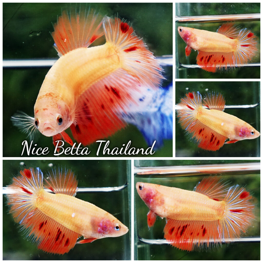 Armageddon betta fish for Sale - nicebettathailand.com