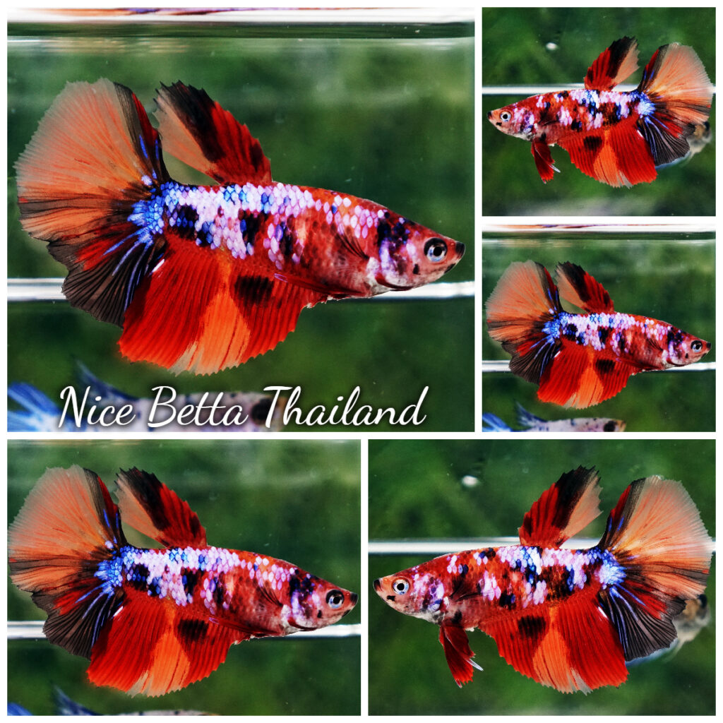 Betta fish Female Candy Nemo Galaxy HM - nicebettathailand.com
