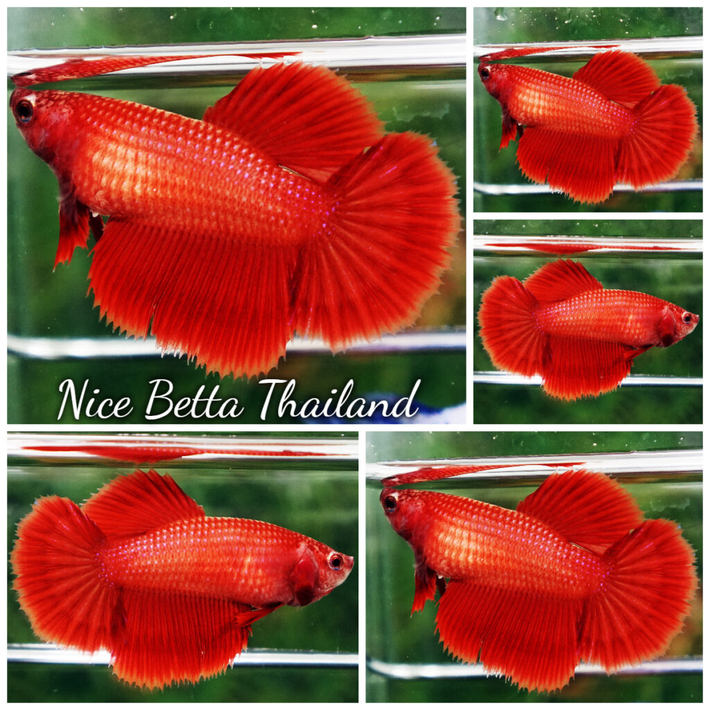 Betta fish shop - nicebettathailand.com