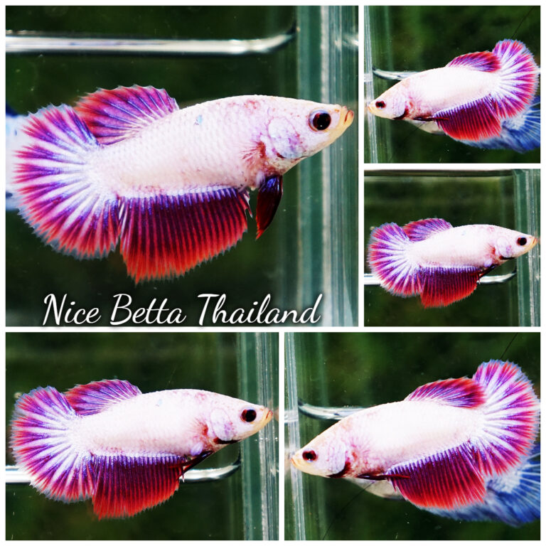 5 Key Steps Tips for Raising a Healthy Betta Fish - nicebettathailand.com