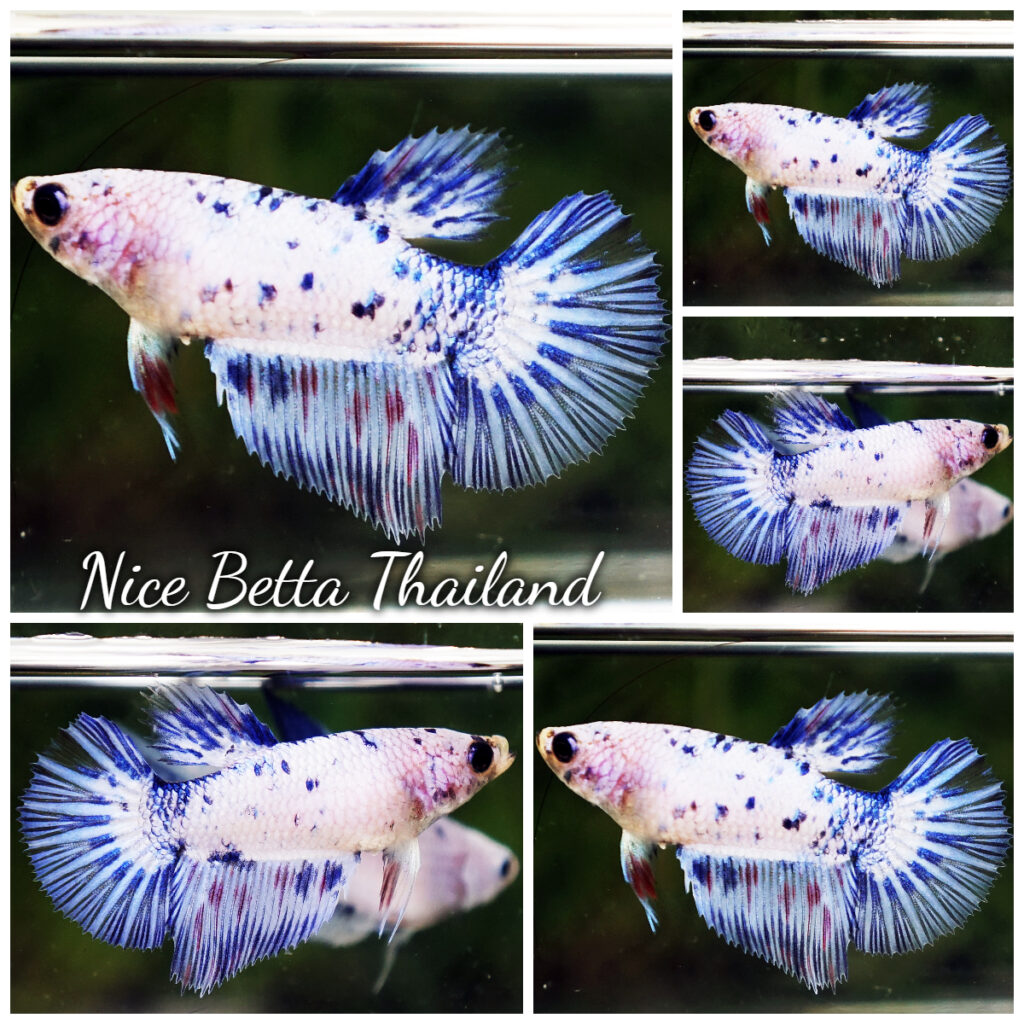 Betta fish shop - nicebettathailand.com