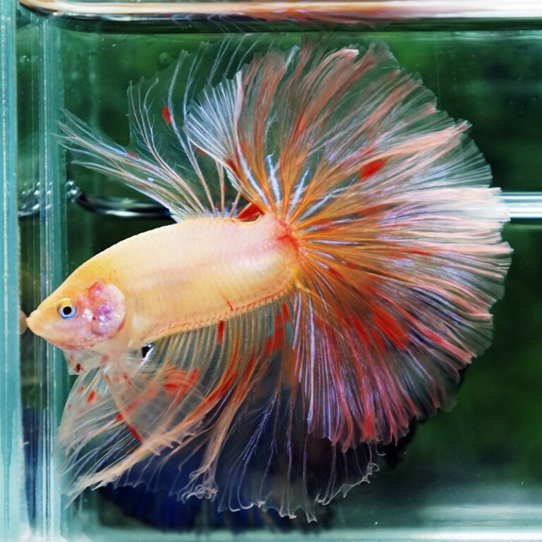Betta fish Vanda Sky Hawk OHM - nicebettathailand.com