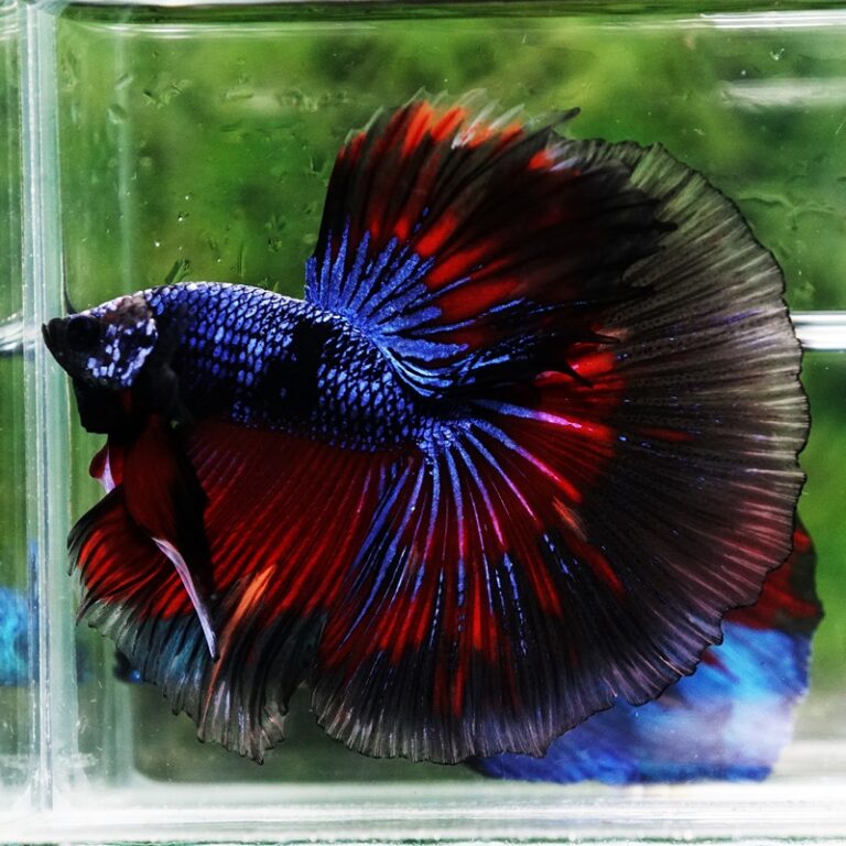 Betta fish King Blue Warriors On Fire Black Ring OHM ...