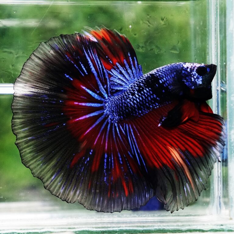 Betta fish King Blue Warriors On Fire Black Ring OHM ...