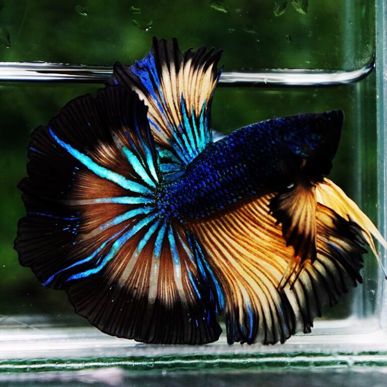 Sky Hawk betta fish for Sale - nicebettathailand.com