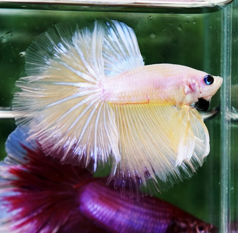 Betta fish Moon Dancer Star HM - nicebettathailand.com