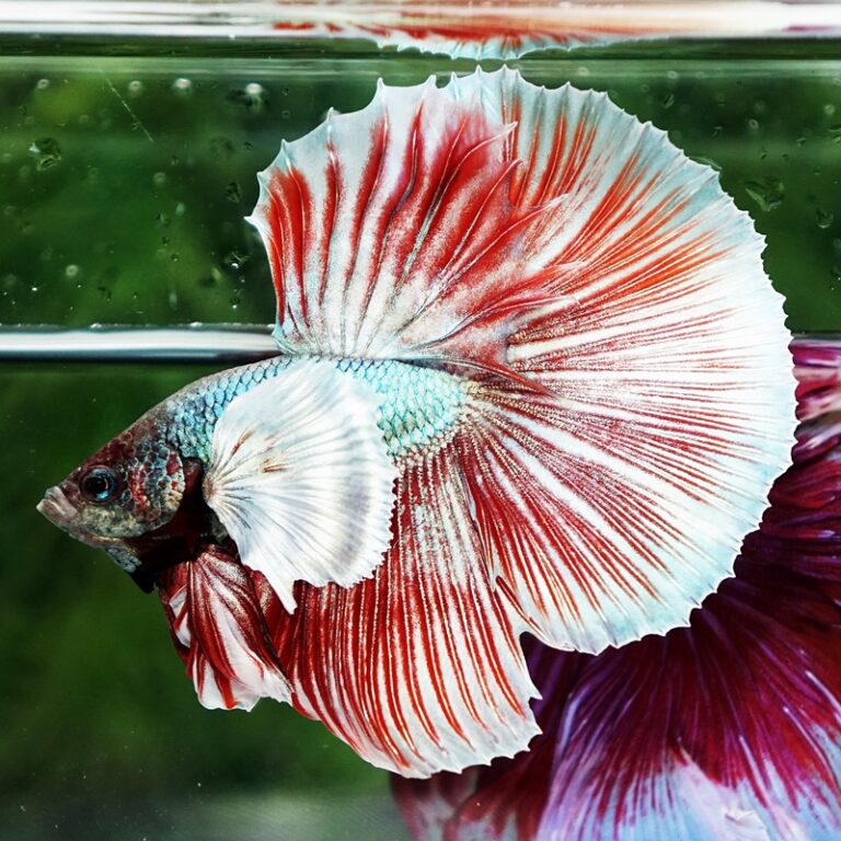 Male Half Moon Betta - nicebettathailand.com