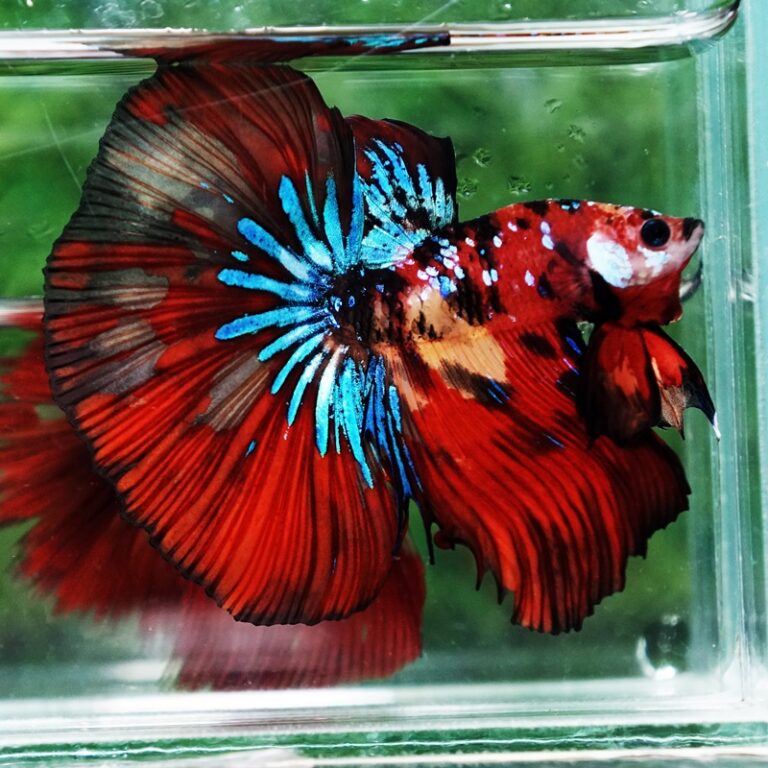 Betta fish King Multicolors Candy Star OHM - nicebettathailand.com