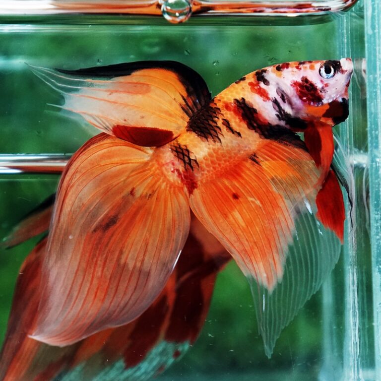 Veiltail Betta fish (VT) - nicebettathailand.com