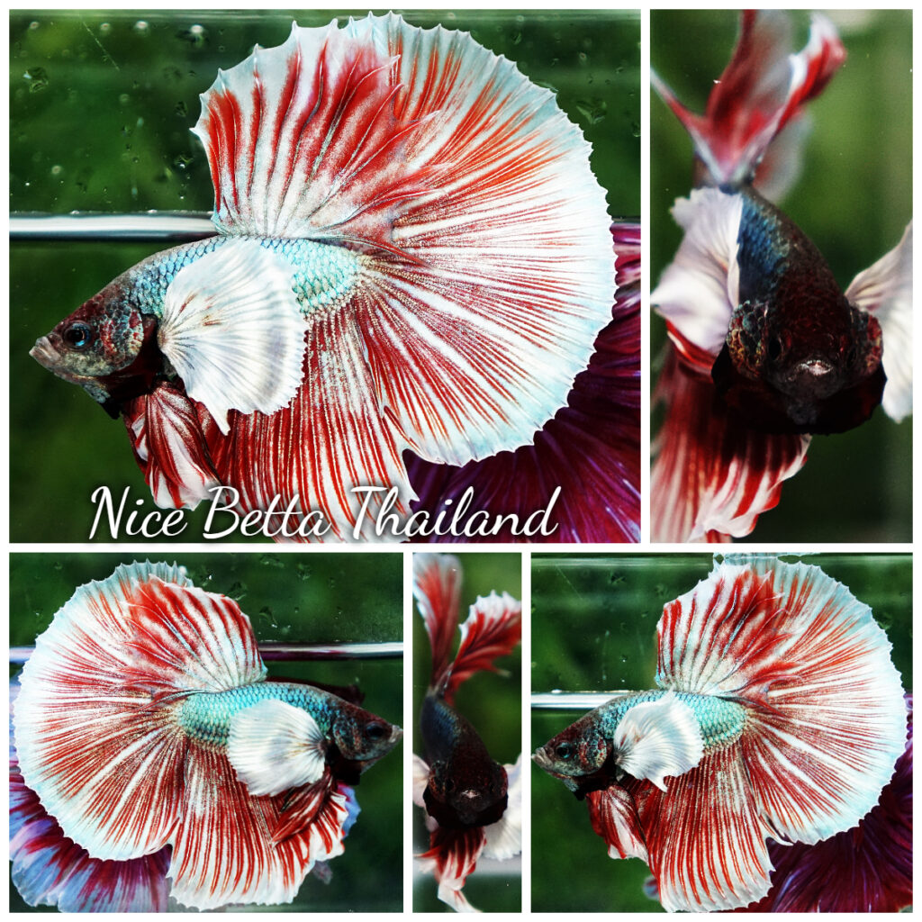 Salamander betta fish for Sale - nicebettathailand.com