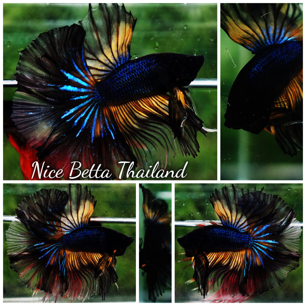 Betta fish shop - nicebettathailand.com