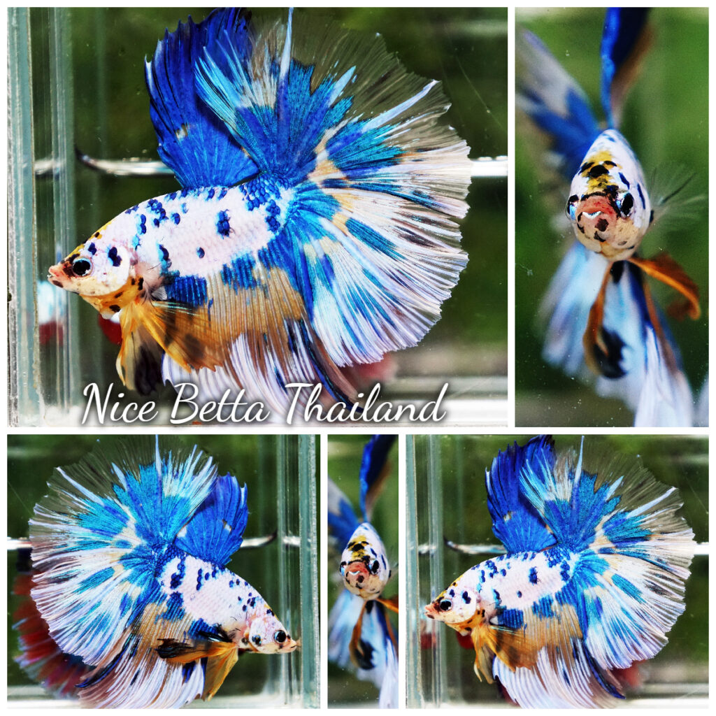 Betta fish Prince of Yellow Blue Dot Marble OHM (Large Size ...