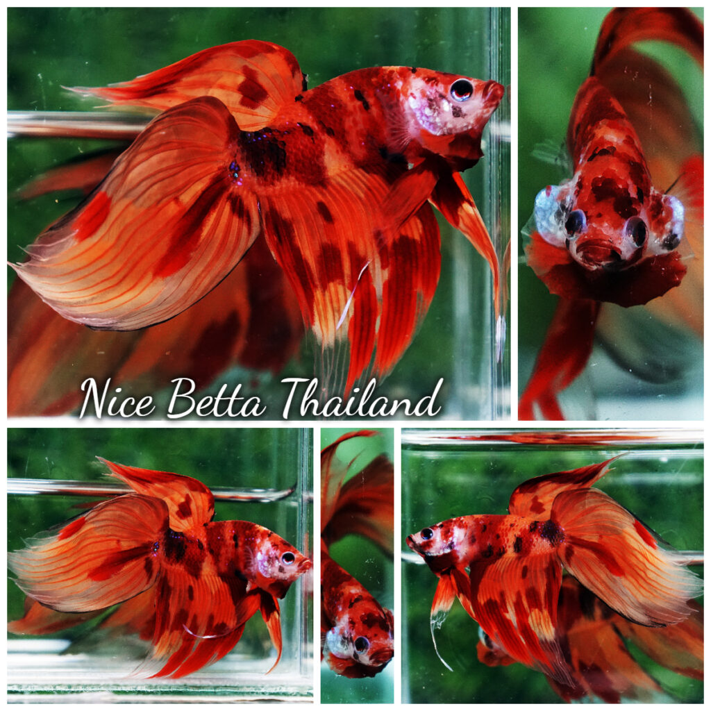 Veiltail Betta fish (VT) - nicebettathailand.com