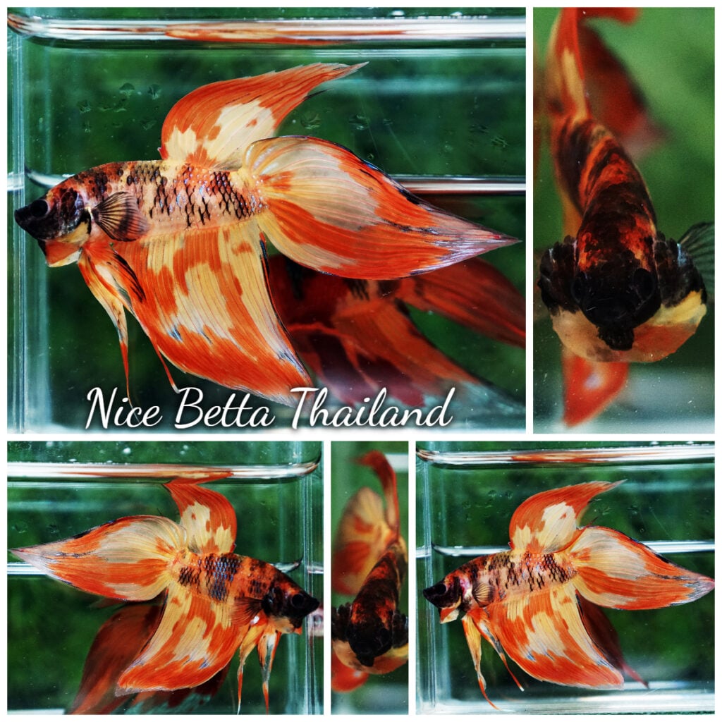 Veiltail Betta fish (VT) - nicebettathailand.com