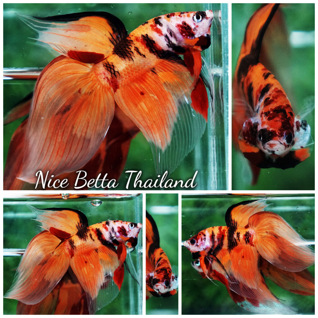 Veiltail Betta fish (VT) - nicebettathailand.com