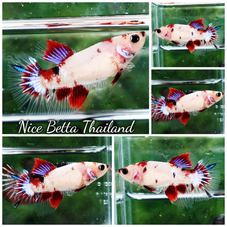 Betta fish shop - nicebettathailand.com