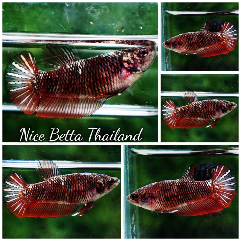 Betta fish Female Hell Girl Warriors HMPK - nicebettathailand.com