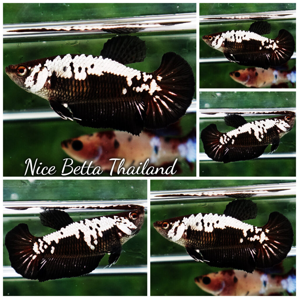 Betta fish Shadow Black Star Samurai HM - nicebettathailand.com