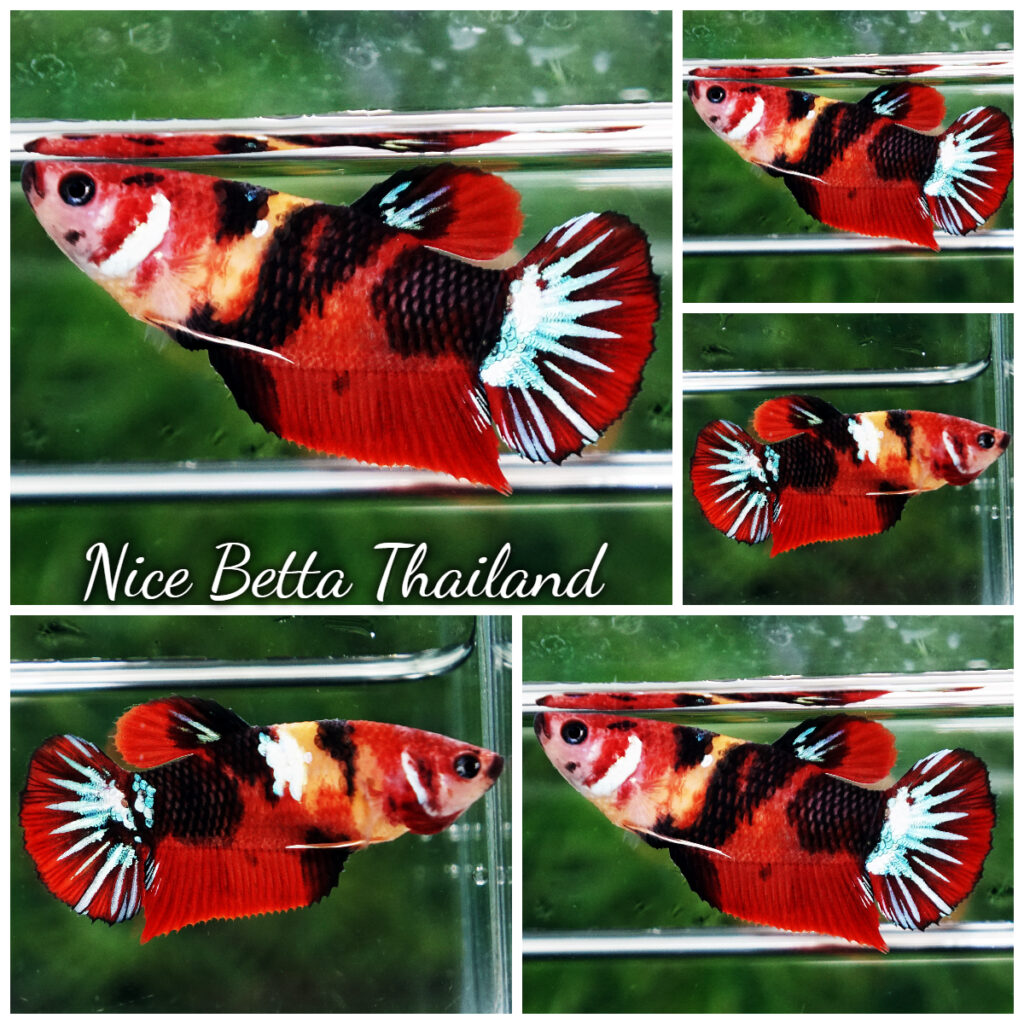 Betta fish Female Candy Nemo Star HMPK - nicebettathailand.com