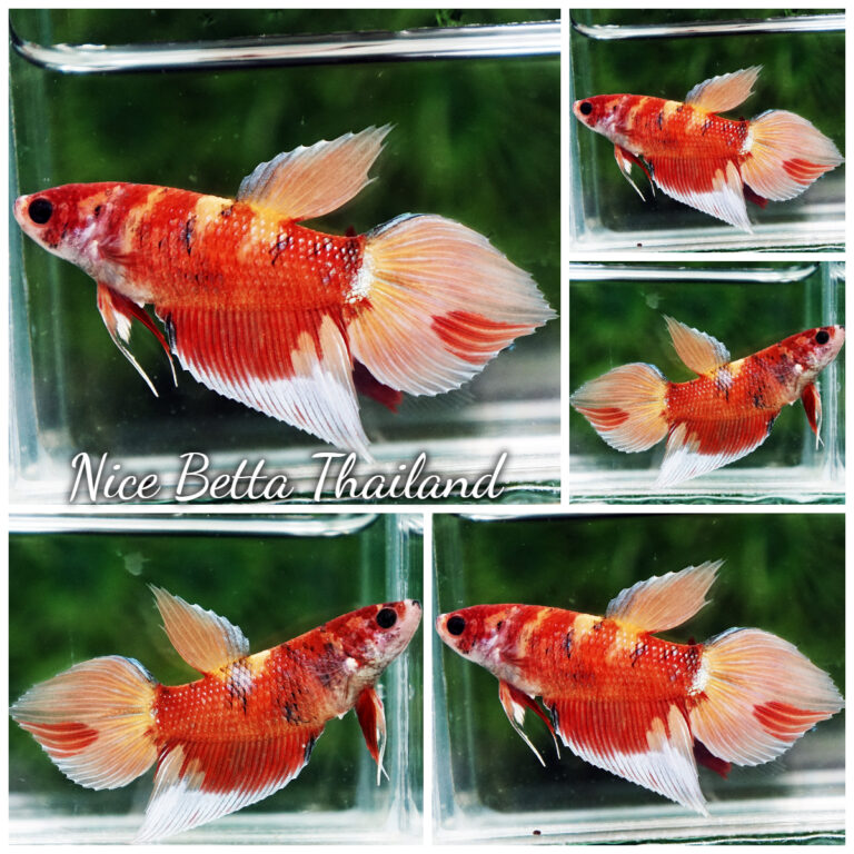 Veiltail Betta fish (VT) - nicebettathailand.com