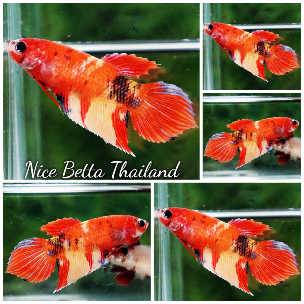 Why does my betta fish have a big belly - nicebettathailand.com