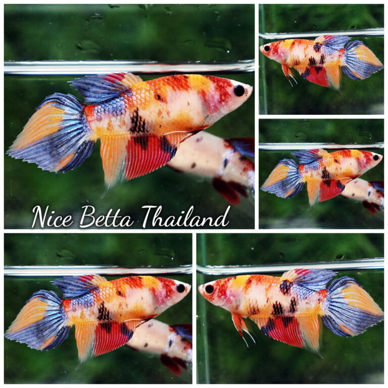 Veiltail Betta fish (VT) - nicebettathailand.com
