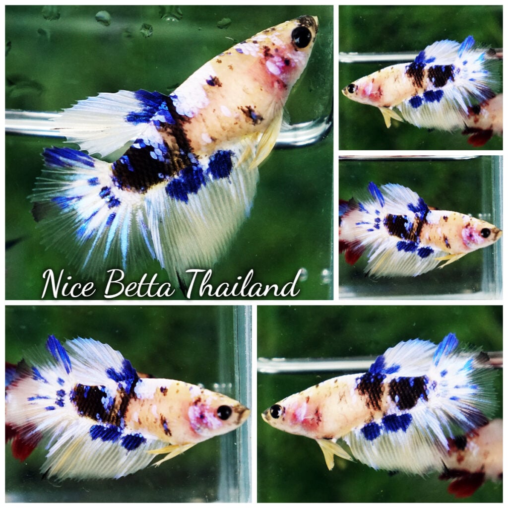 Betta fish Female Yellow Blue Marble HM - nicebettathailand.com
