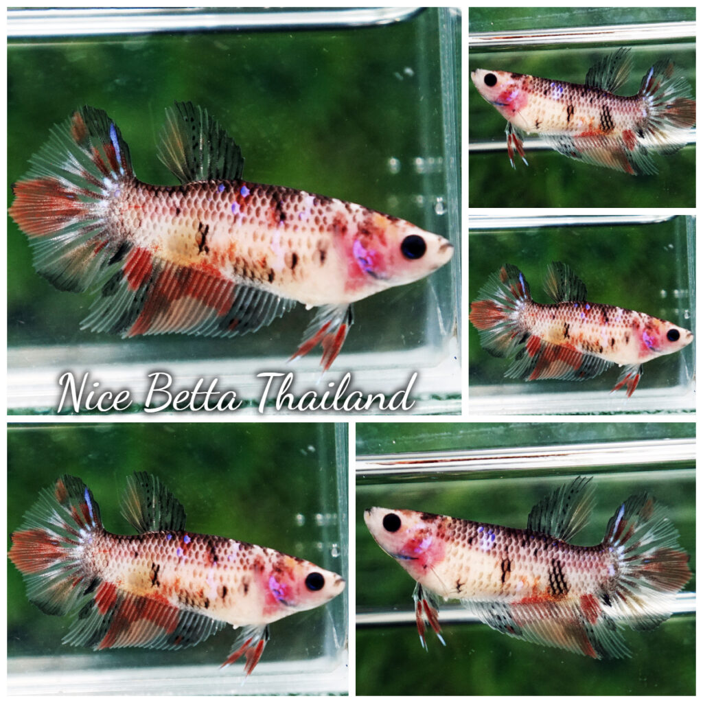 Betta fish HMPK Yellow Dragon - nicebettathailand.com