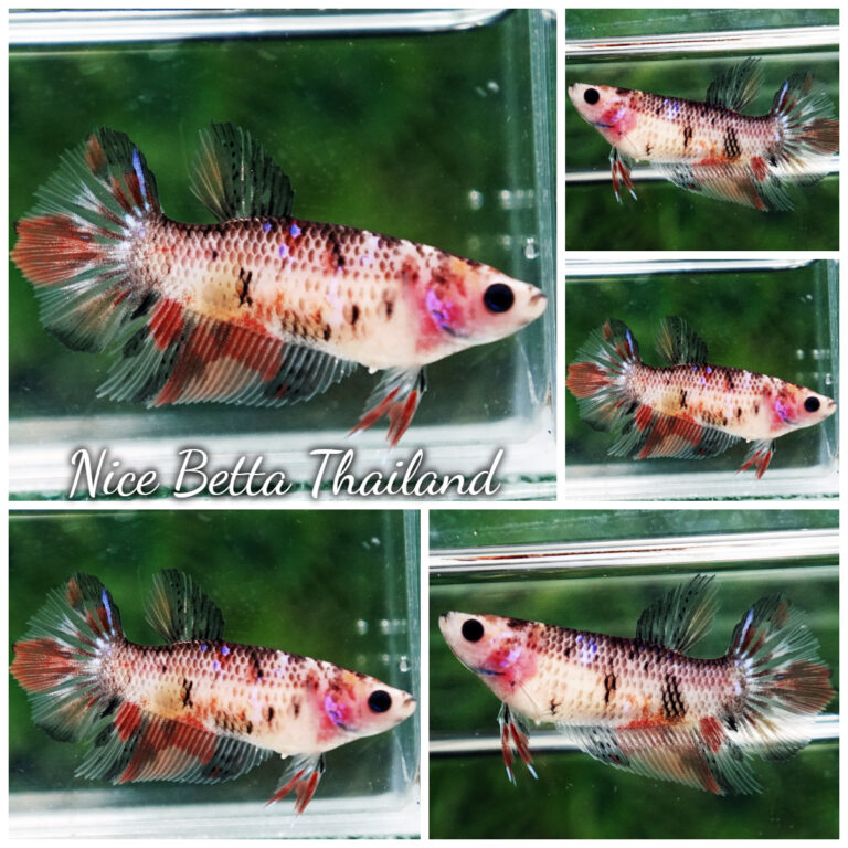 Female Half Moon Betta - nicebettathailand.com