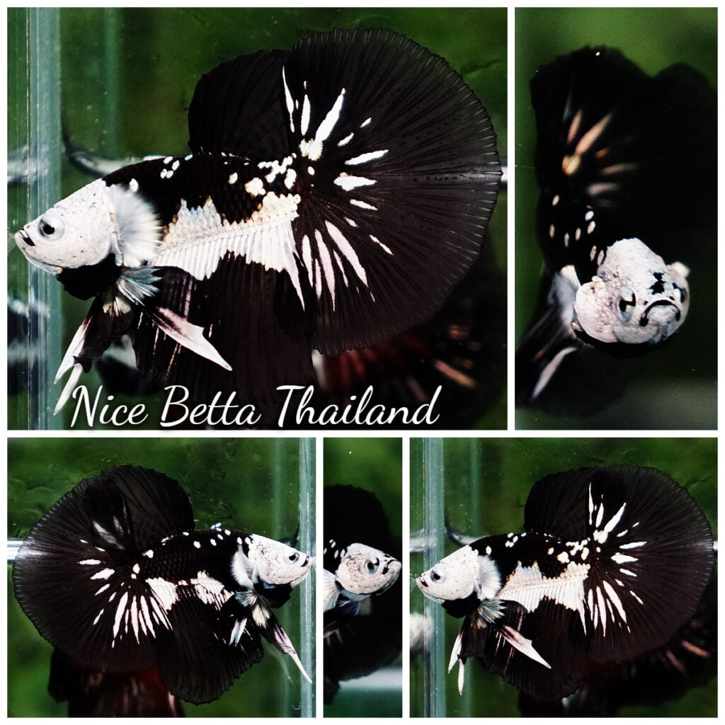 Betta fish Premium Helmet Shadow Black Star Killer Samurai HM (Ultra ...