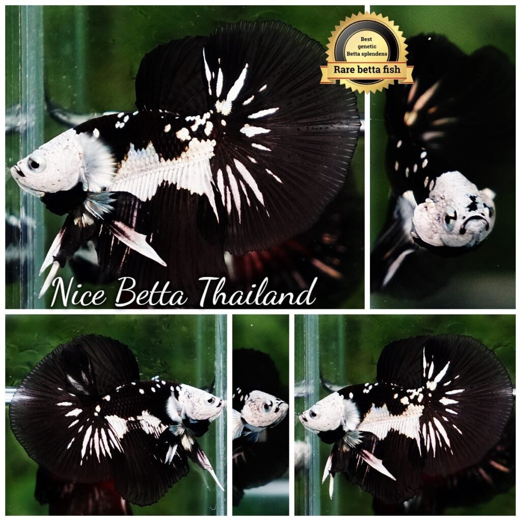 Betta fish Premium Helmet Shadow Black Star Killer Samurai HM (Ultra ...