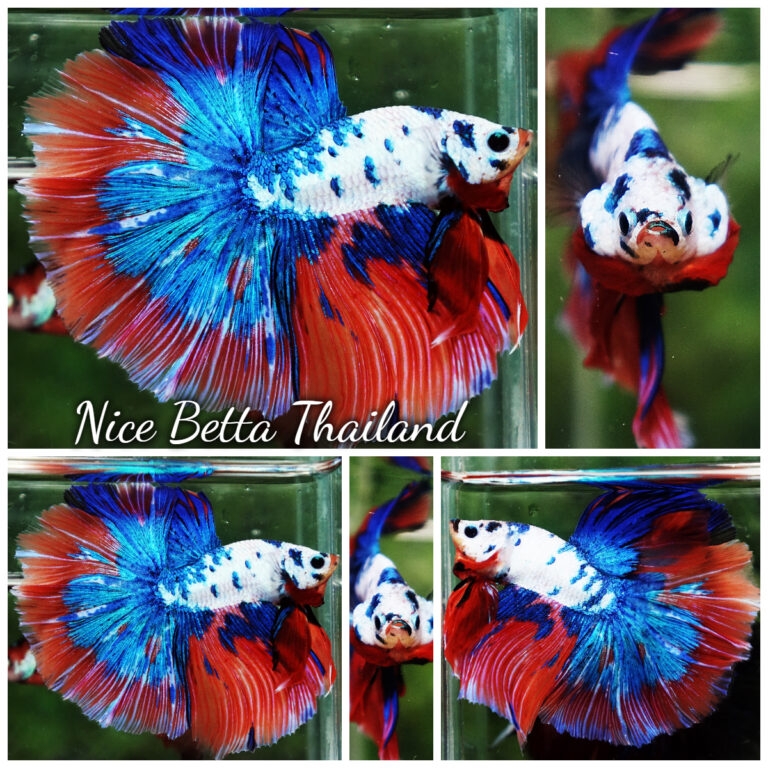 Class color betta fish Guideline Copper series - nicebettathailand.com