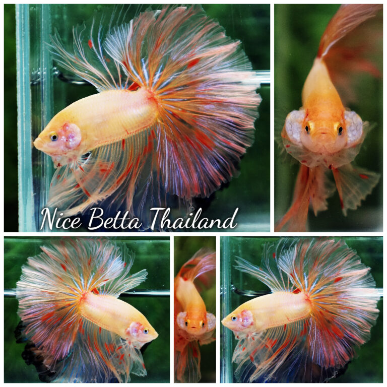 Betta fish shop - nicebettathailand.com