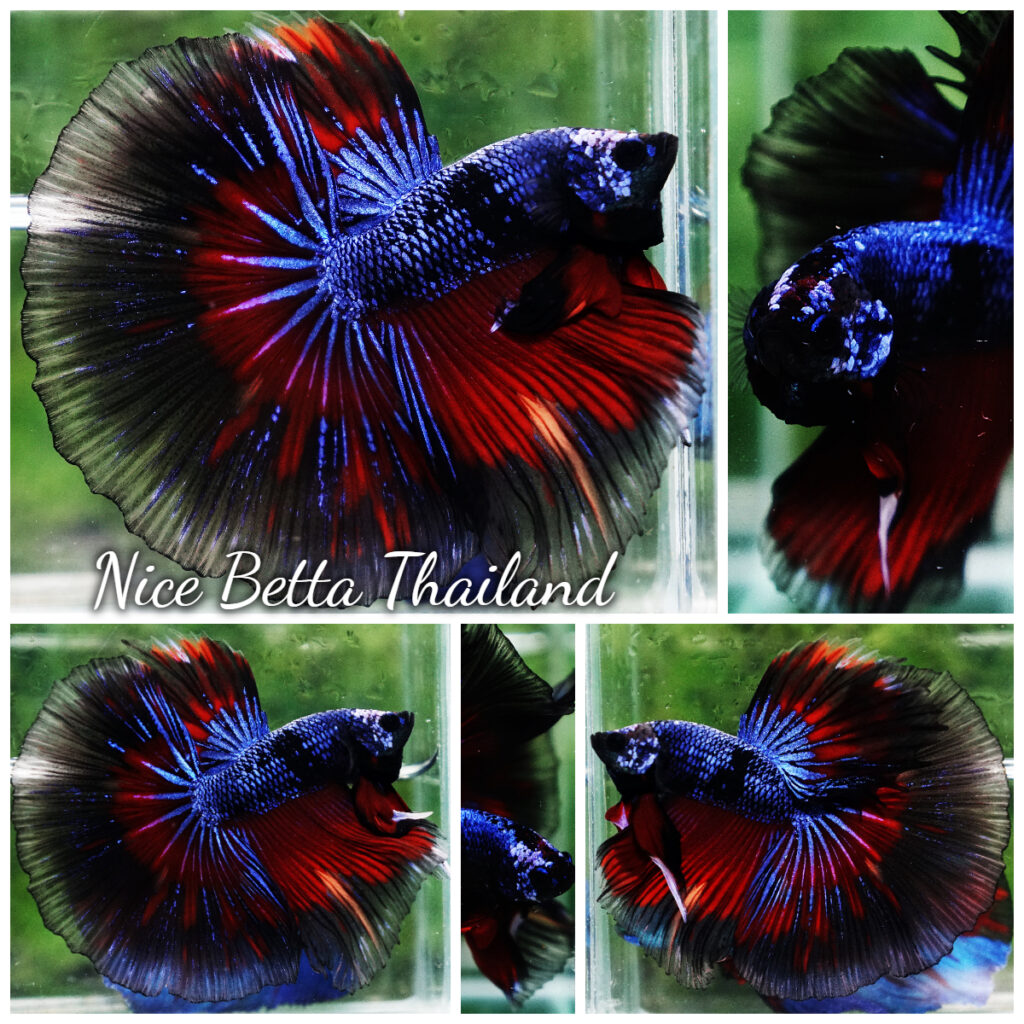 Dragon Betta Fish for Sale - nicebettathailand.com
