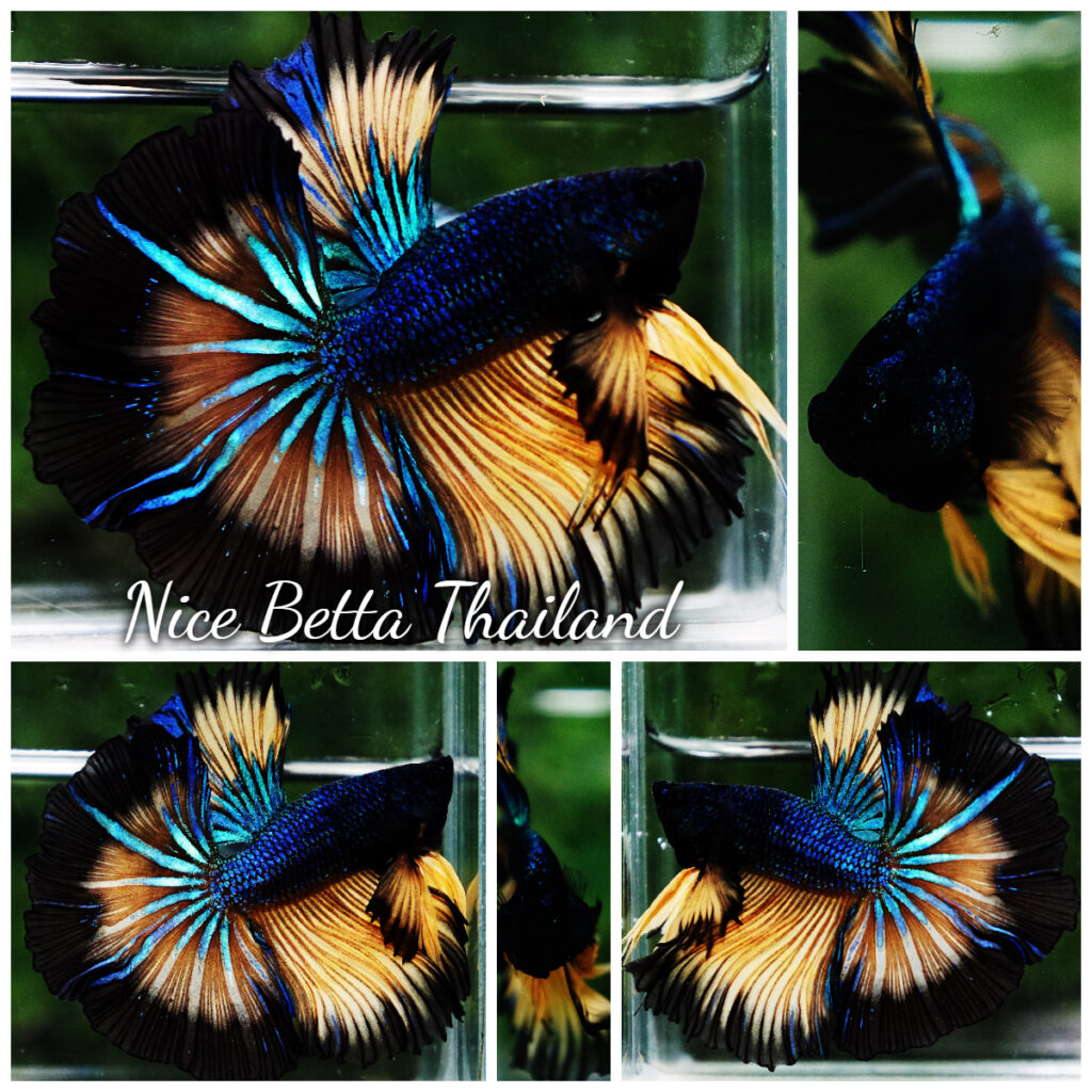 Betta fish Blue Mustard Gas Black Ring Sky Hawk OHM - nicebettathailand.com