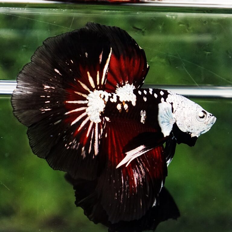Samurai betta fish for Sale - nicebettathailand.com