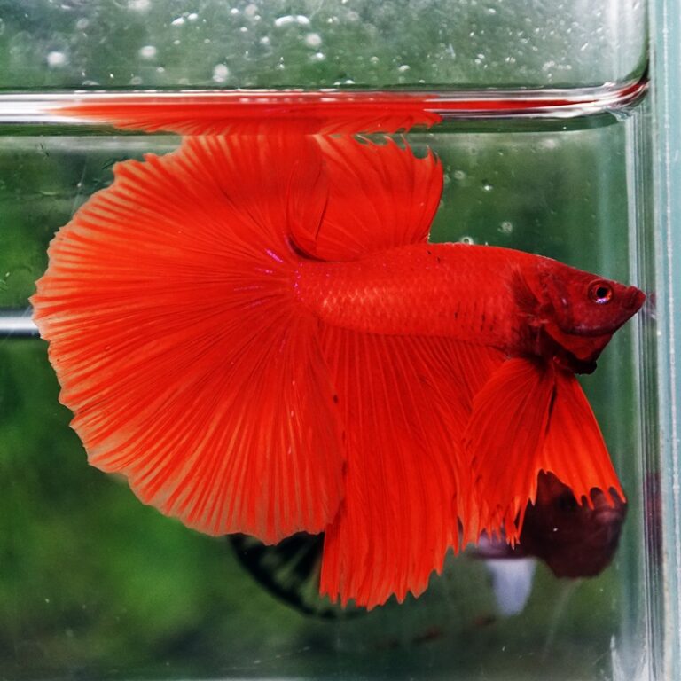 Betta fish Deep Super Red HM - nicebettathailand.com