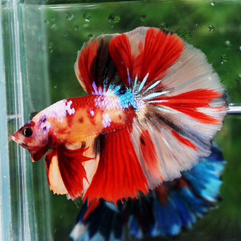 Betta fish Candy Nemo Classic OHM - nicebettathailand.com