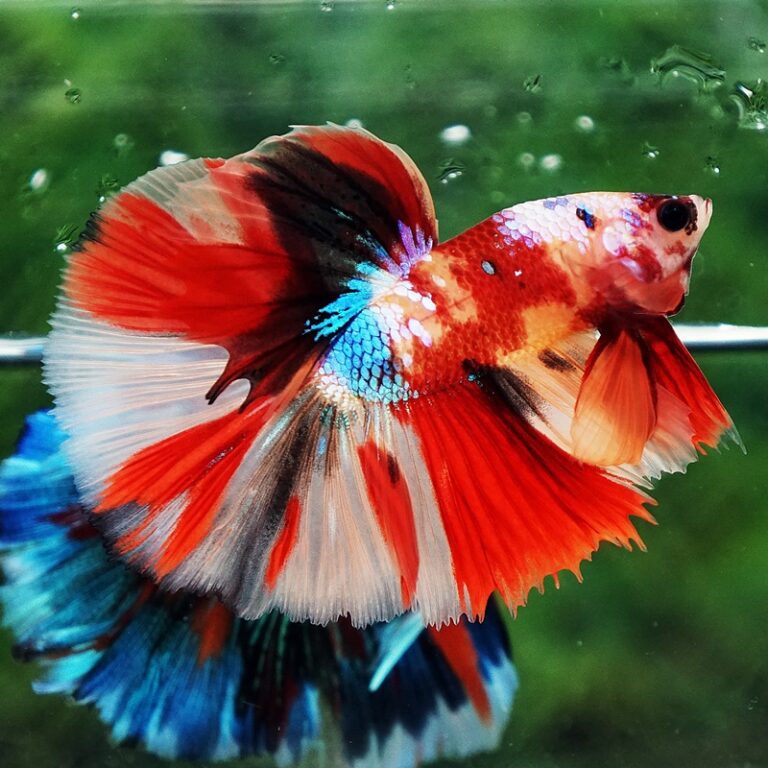 Betta fish Candy Nemo Classic OHM - nicebettathailand.com