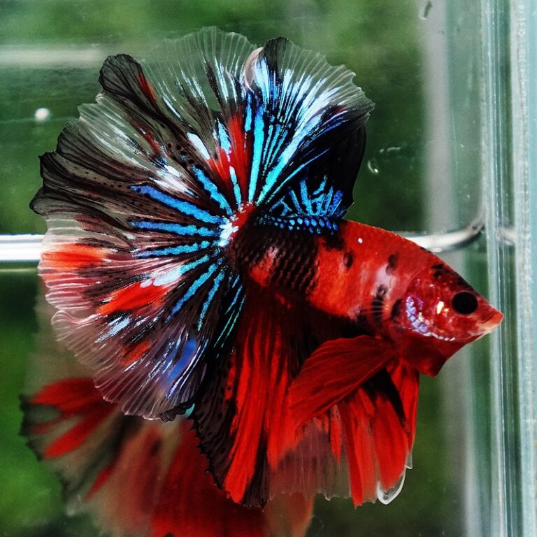 Betta fish Red Tiger Koi Star tail OHM - nicebettathailand.com