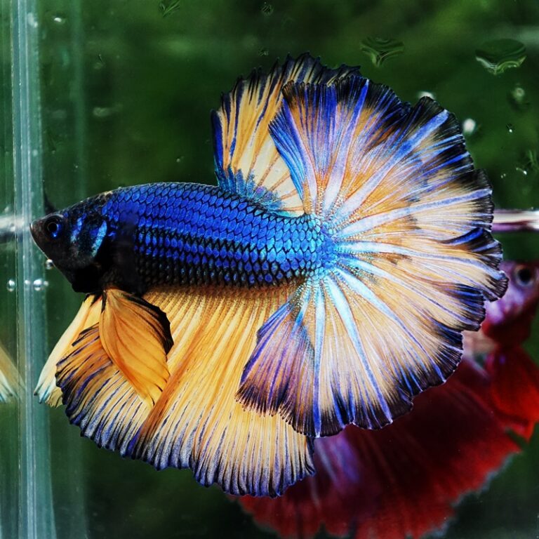 Dragon Betta Fish for Sale - nicebettathailand.com