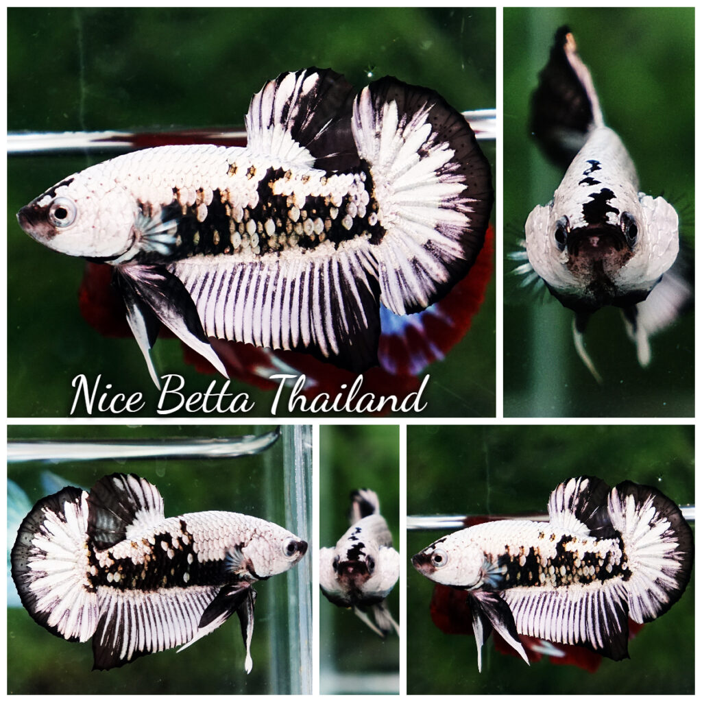 Samurai betta fish for Sale - nicebettathailand.com