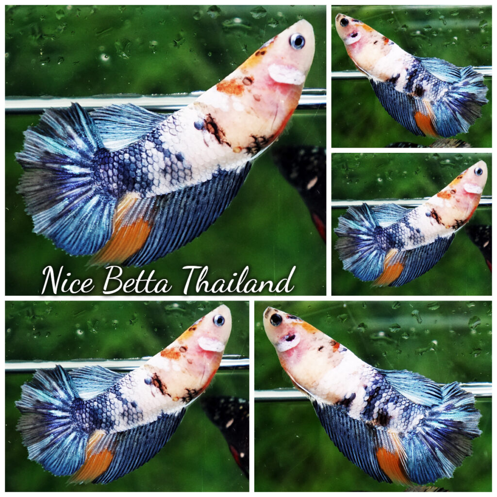 Betta fish Female Fancy Grey Nemo HM - nicebettathailand.com