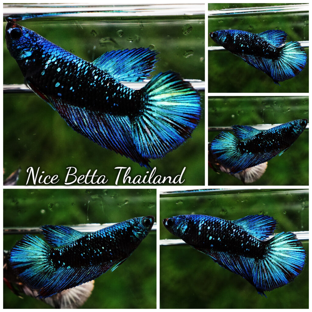 Betta fish Female Blue Black Star Avatar HM - nicebettathailand.com